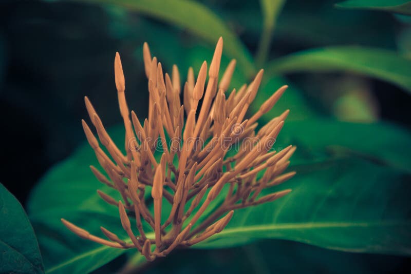 Spike flower stock image. Image of flower, bouquet, elegant - 94573021