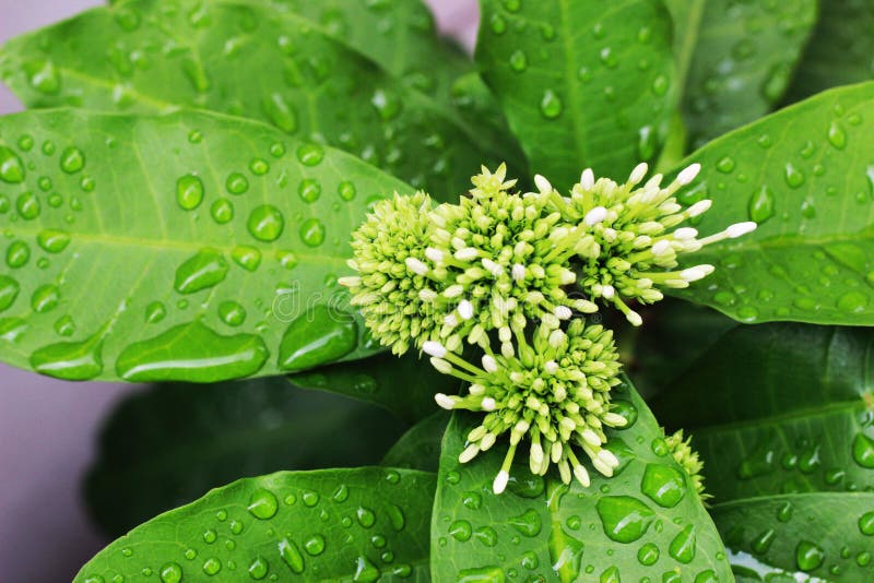 Spike Flower White on the Tree To Blooming Stock Photo - Image of ...