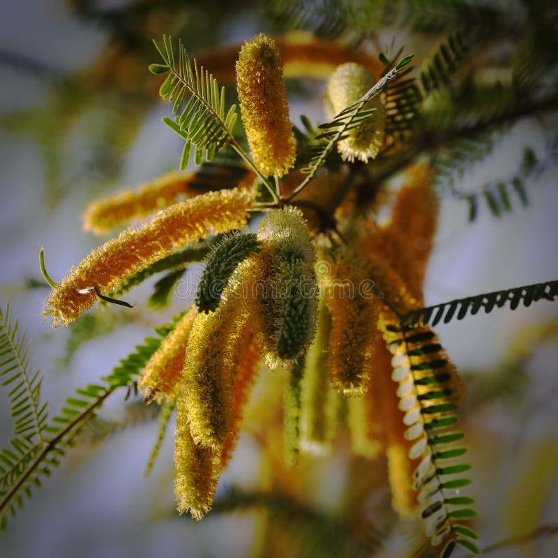 Spike Flowers on a Mesquite Tree Stock Photo - Image of flower, season ...