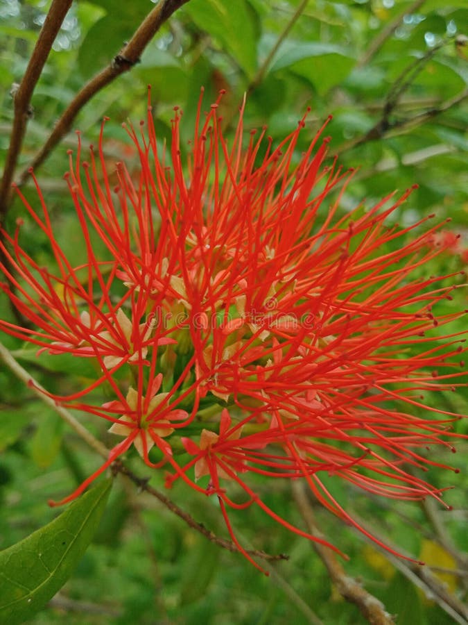 Spike flowers on the tree stock image. Image of flower - 197113435