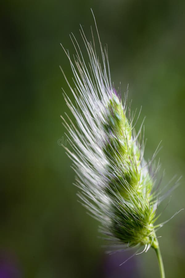 Spike grass stock photo. Image of agriculture, closeup - 20794494