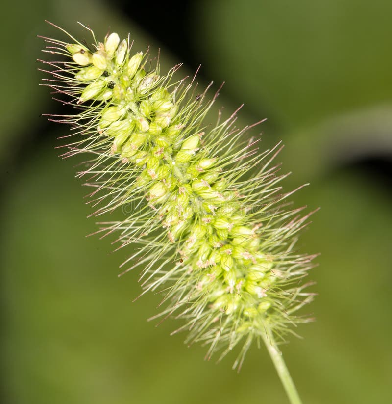 Spike grass. close-up stock image. Image of corn, country - 101627305