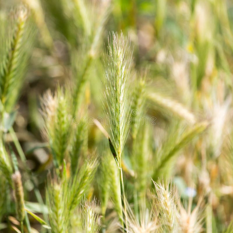 Spike grass in nature stock photo. Image of natural - 100409780