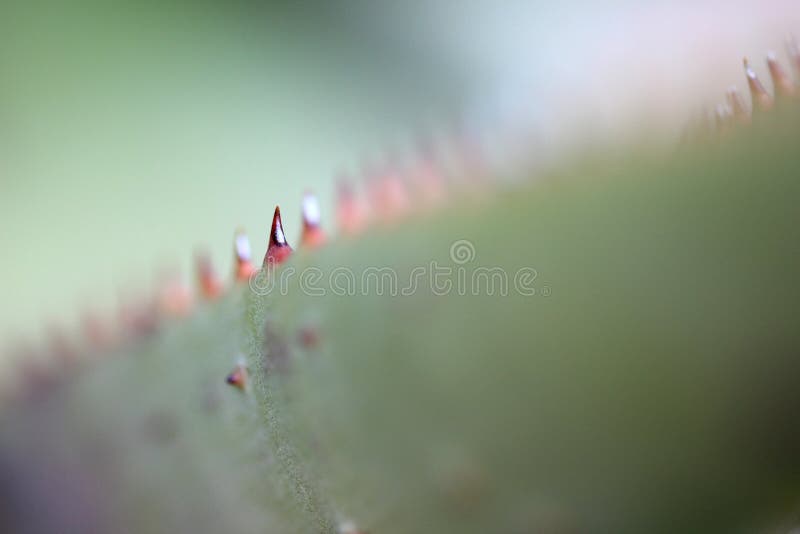 Spike stock image. Image of eerie, perched, insect, green - 49779837