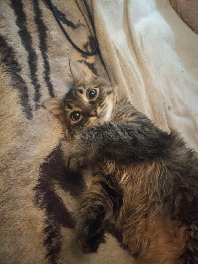 Spike the Maine coon cat stock image. Image of whiskers - 283393601