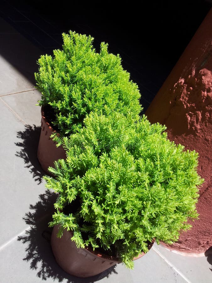 Closeup of Spike Moss Green Green Plant Sunlight Potted Plants Shadows ...