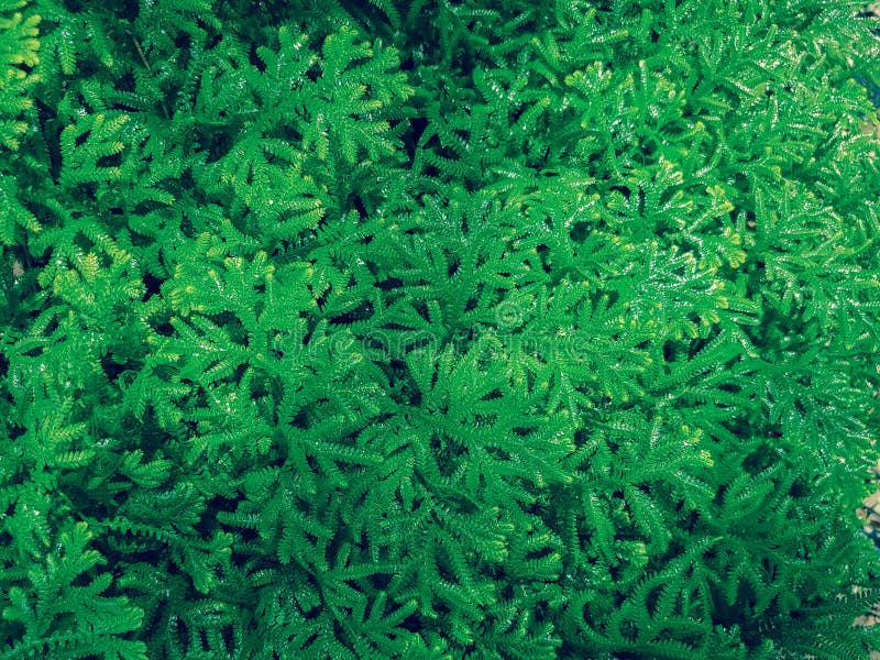 Abstract Background Spike Moss. Stock Image - Image of meadow, pattern ...