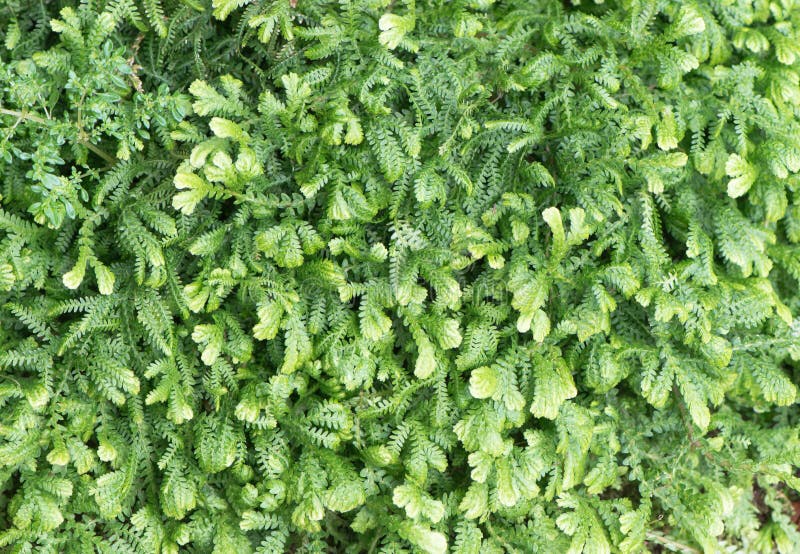 Spike Moss or Family Selaginellaceae Plant on Black Pot in a Garden ...