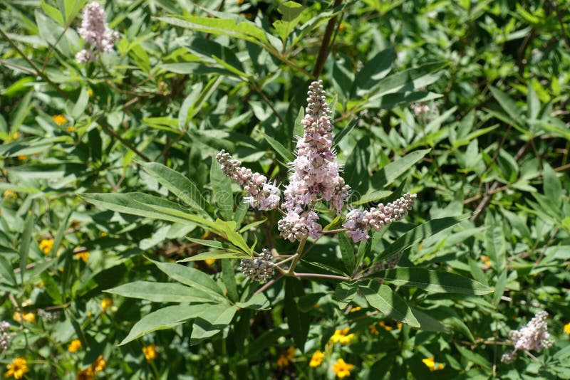 Spike of Pink Flowers of Chaste Tree Stock Image - Image of chasteberry ...