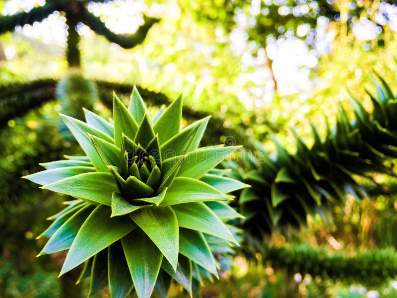 Spike Plant Green stock image. Image of jungle, vegetation - 244952473