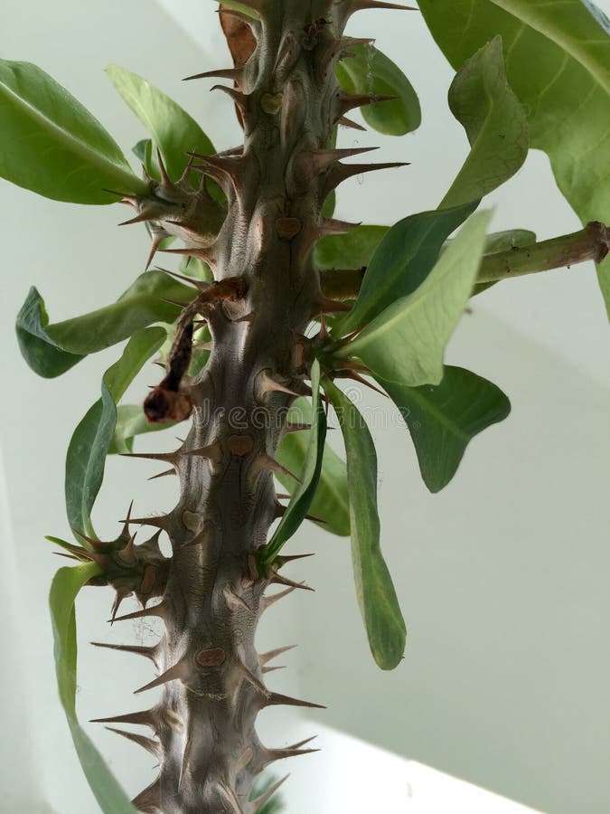 Spike plant stock photo. Image of spike, spikes, home - 55483890