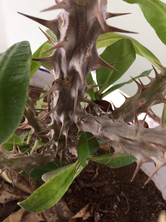 Spike plant stock photo. Image of spike, spiky, touch - 55483844