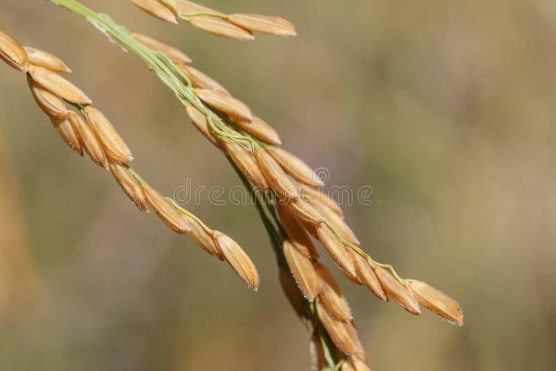 Spike in the rice fields stock photo. Image of agriculture - 24000352