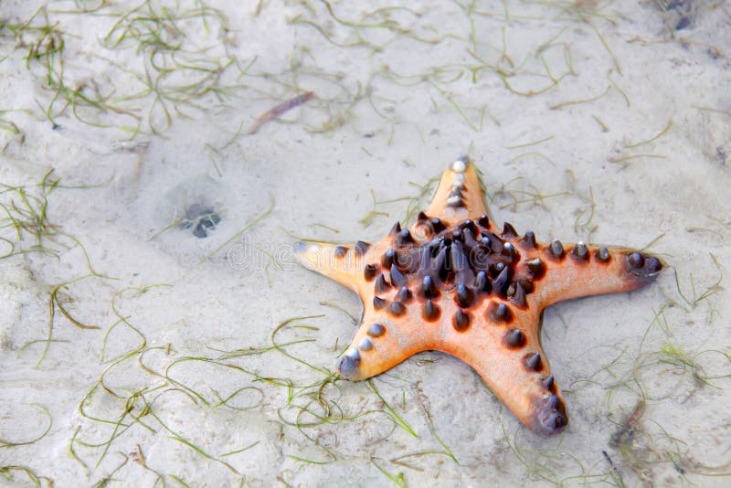A Spike Starfish on the Sand with Algae Around the Beach Stock Photo ...