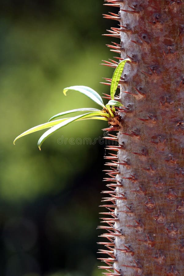 Spike Tree stock image. Image of downunder, jungle, australia - 9827583