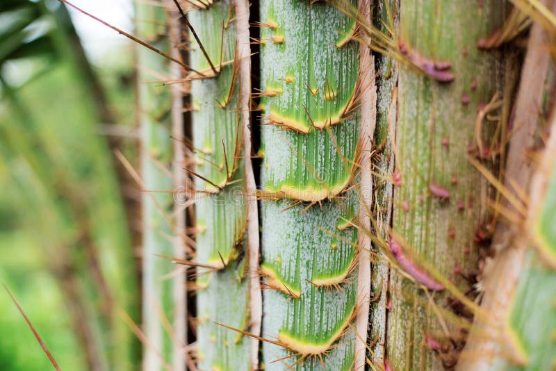 Spike Tree stock image. Image of thorns, tree, pointed - 20101397