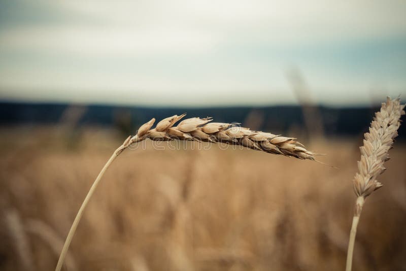 Spike of Wheat Close Up on the Background of a Ash Field Stock Photo ...