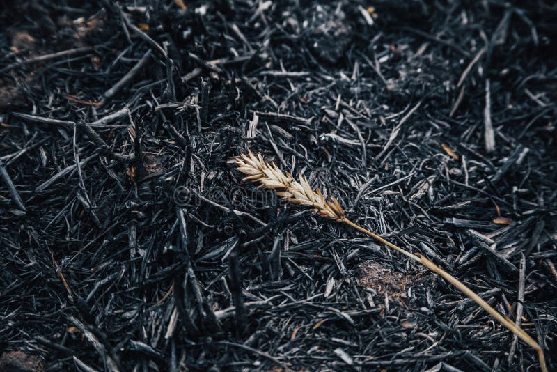 A Spike of Wheat Lies on the Ashes on the Burned-out Field Stock Image ...