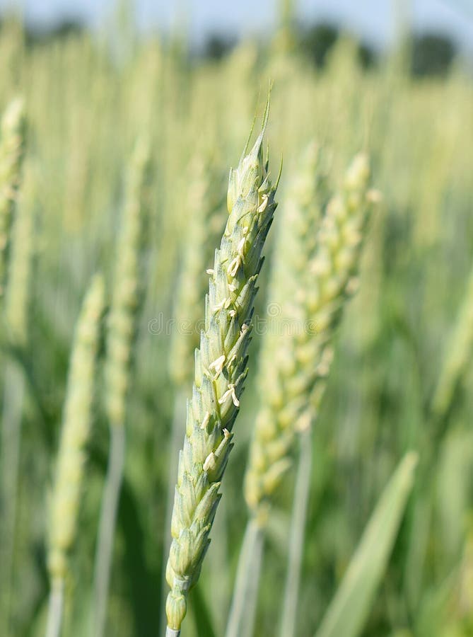Spike of Wheat at the Time of Flowering Stock Photo - Image of field ...