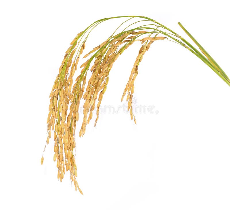 Spike with White Background Stock Photo - Image of organic, grain: 50679052