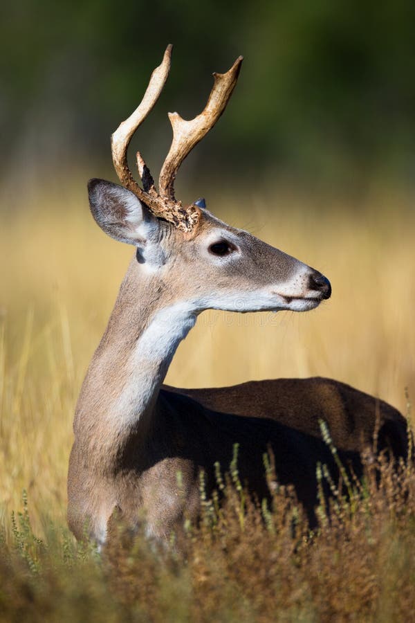 Whitetail Deer Buck Tall Rack Stock Images - Download 205 Royalty Free ...