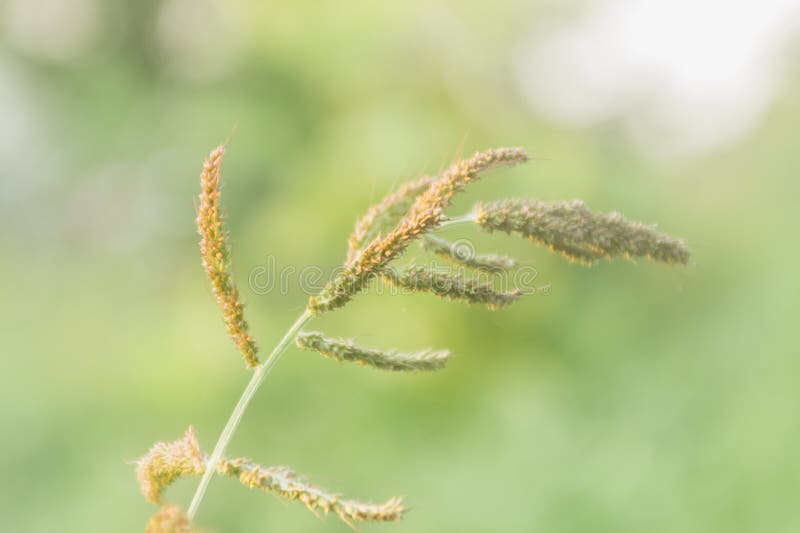 Spike of wild field grass stock image. Image of nature - 377027621