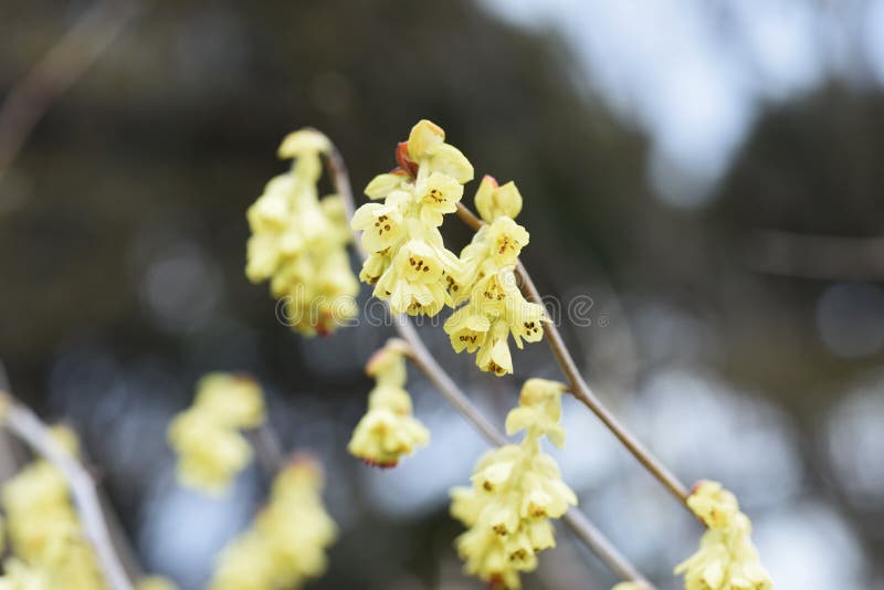 Spike winter hazel stock image. Image of flora, outdoor - 141223383