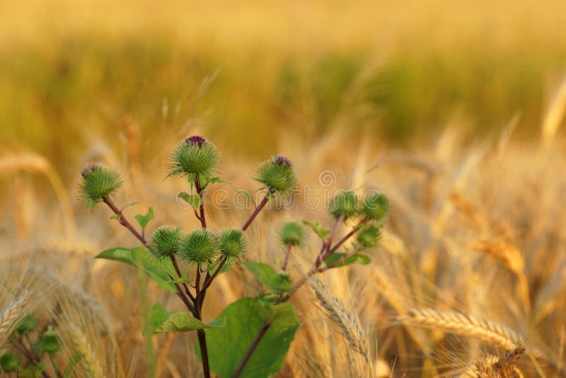 Spiky Balls of Burdock in the Cereal Field Stock Image - Image of ...