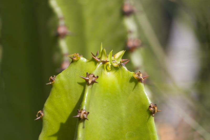 Spiked Cactus Stem Top in Summer Stock Photo - Image of closeup ...