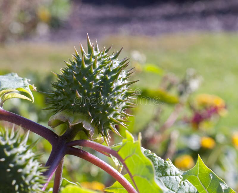 2,887 Spiky Green Fruit Plant Stock Photos - Free & Royalty-Free Stock ...