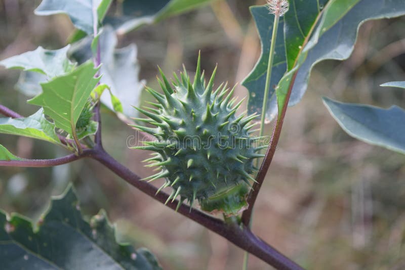 Close-up of a Spiked Green Seed Pod on a Tree Stock Photo - Image of ...