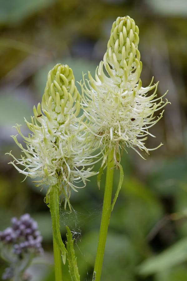 Spiked Rampion in Countryside with Grasses Stock Image - Image of study ...