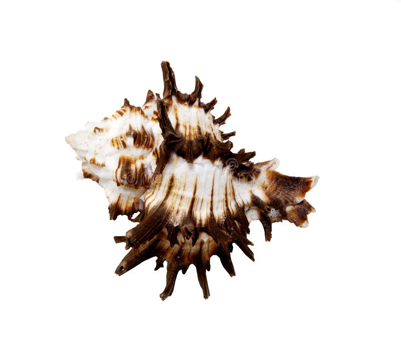 Spiked seashell. stock image. Image of beauty, beach - 29065191