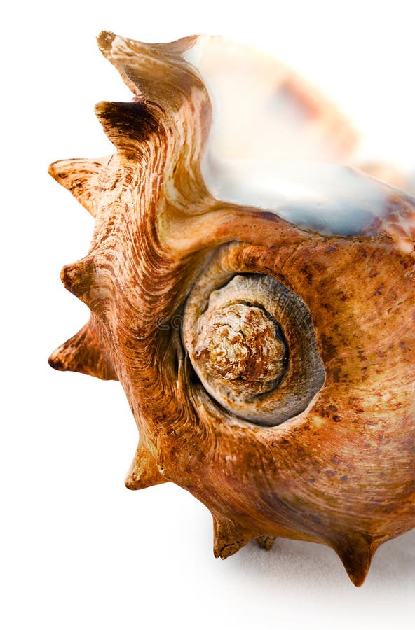 Spiked seashell. stock photo. Image of natural, detail - 29065206