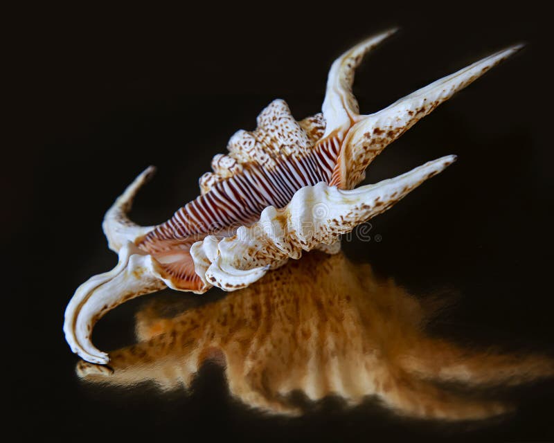 Spiked spiral seashell. stock photo. Image of tropical - 32825812