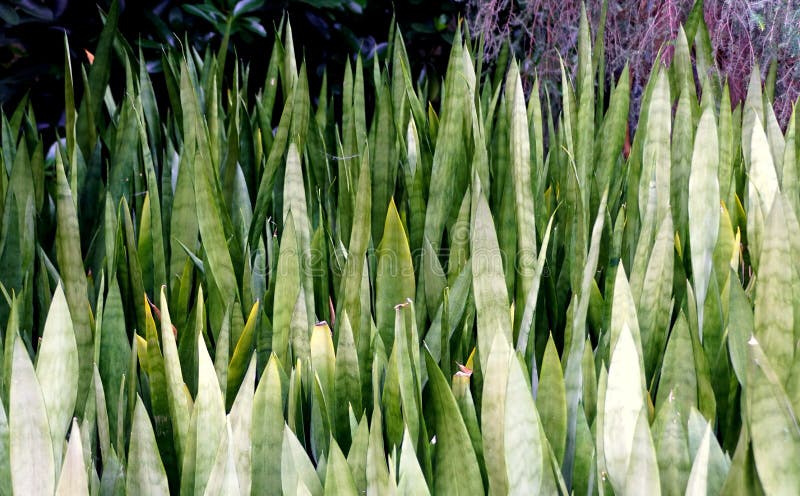 Spiked Leaves of Snake Plant `Silver Queen Stock Image - Image of sharp ...