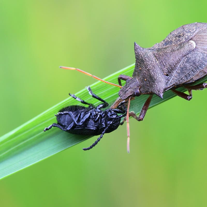Spiked Shieldbug Picromerus Bidens Nymphs, Takes a Larva Stock Image ...