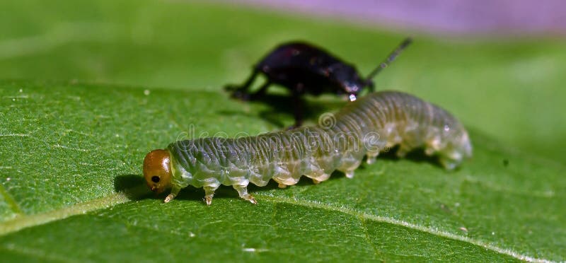 Spiked Shieldbug Picromerus Bidens Nymphs in the Background, Takes a ...