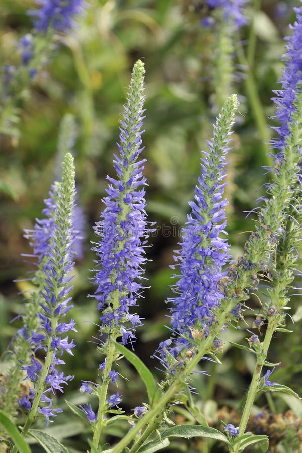 Spiked Speedwell flowers stock photo. Image of spicata - 34403854