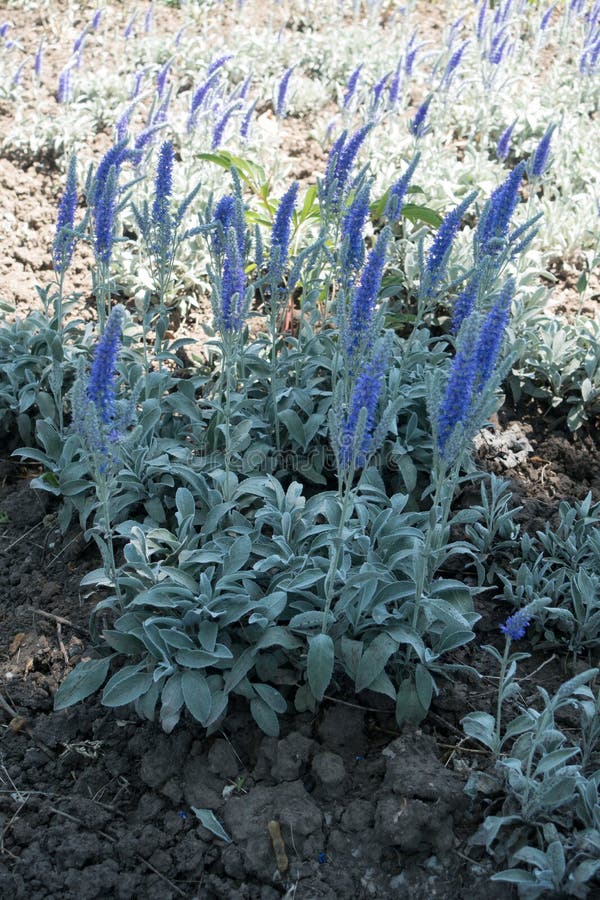 Spiked Speedwell stock photo. Image of scrophulariaceae - 41566474