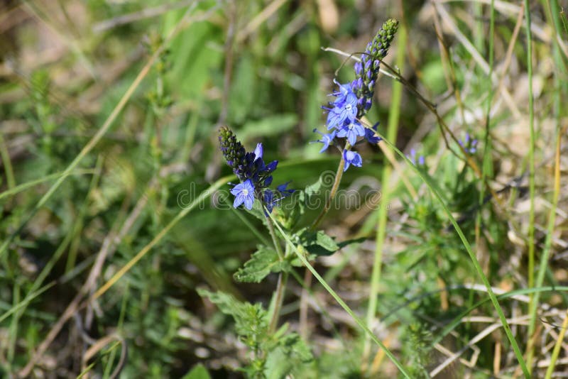 Spiked Speedwell stock image. Image of wild, royal, spiked - 185741065