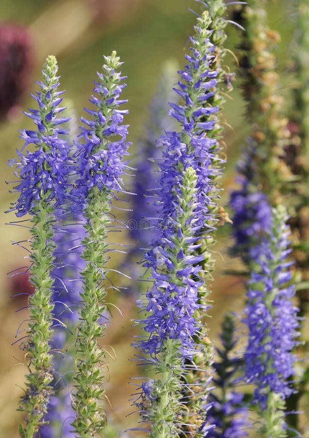 Spiked Speedwell stock photo. Image of spicata, flower - 33231586