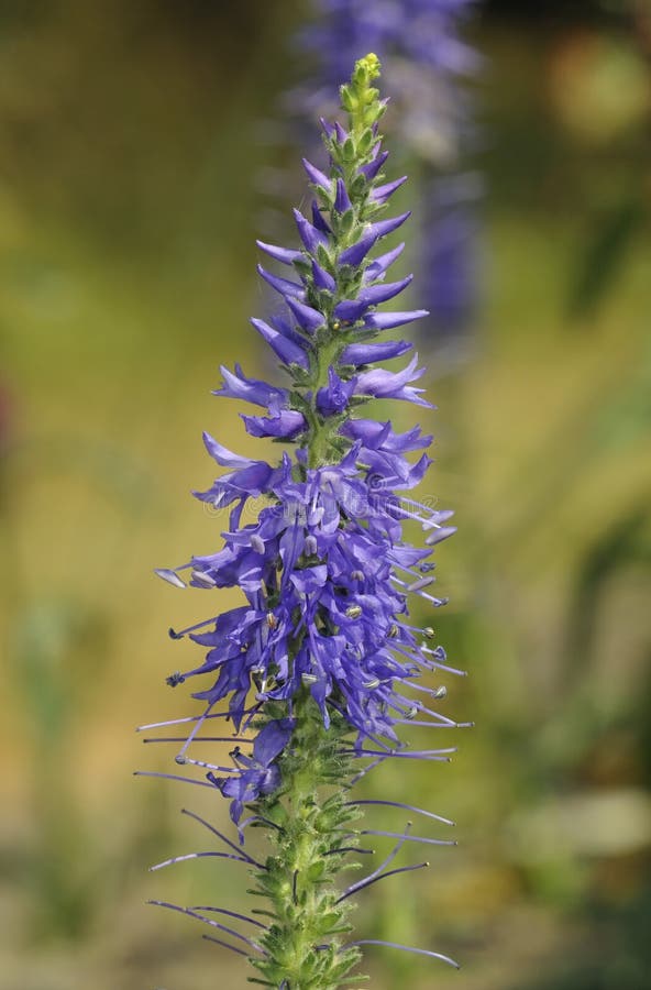 Spiked Speedwell stock image. Image of summer, flower - 35676669