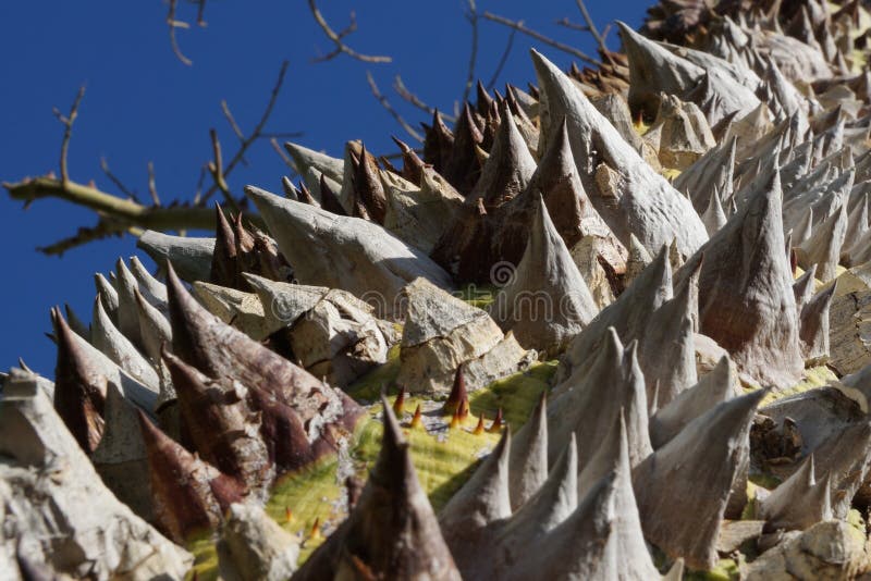 Spiked tree in Egypt stock photo. Image of plant, tree - 59765362