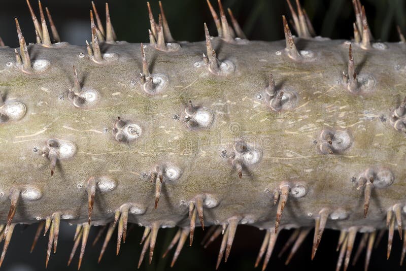 Bark background stock photo. Image of tree, detailed - 139115182