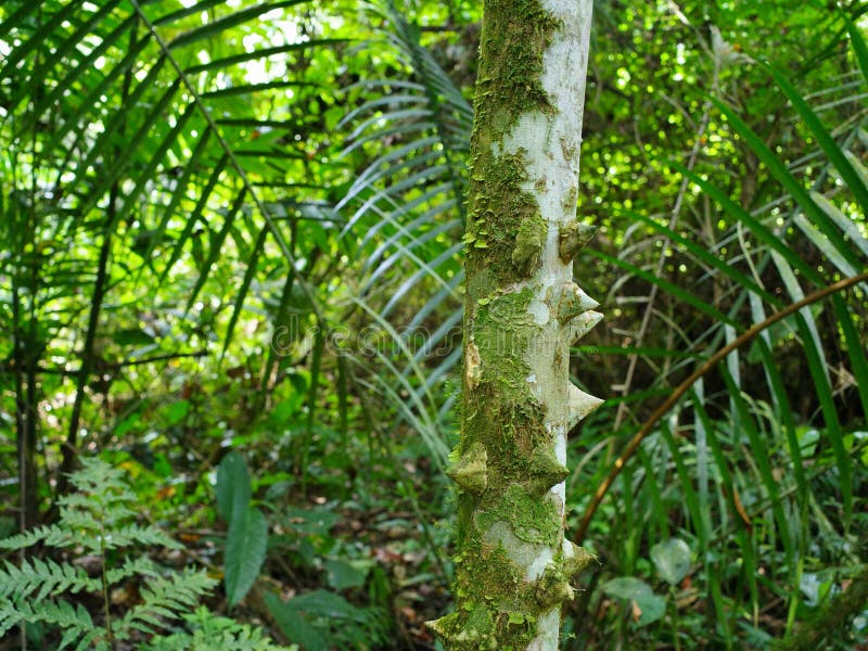 Ceiba Tree Trunk Thorns Cozumel Jungle Mexico Stock Photos - Free ...