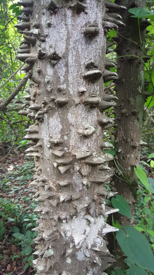 Spiked tree trunk stock photo. Image of spiked, guinea - 186111790