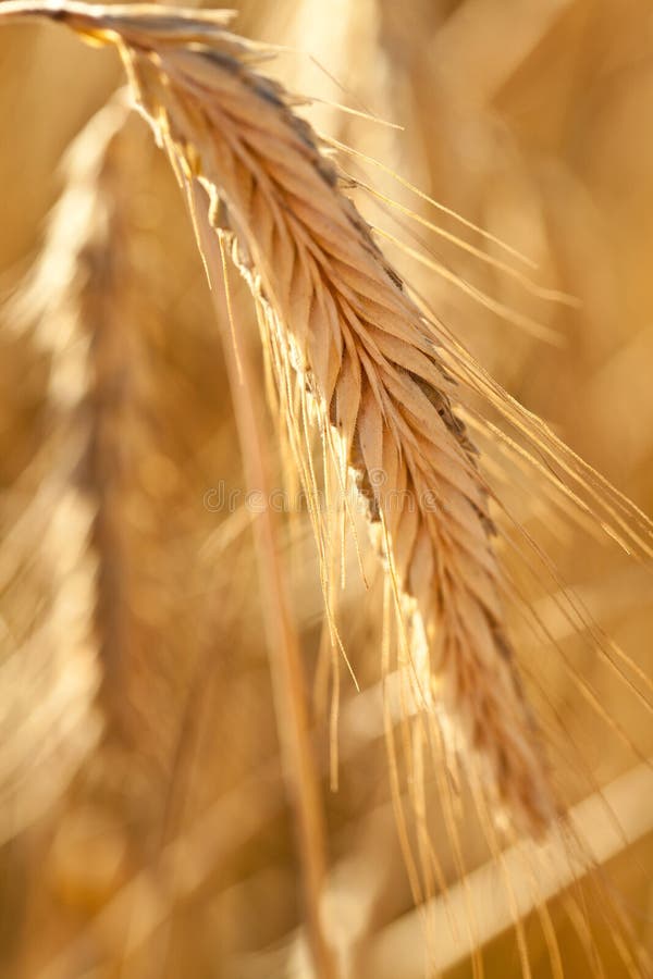 Spikelet stock image. Image of field, agriculture, country - 27285735