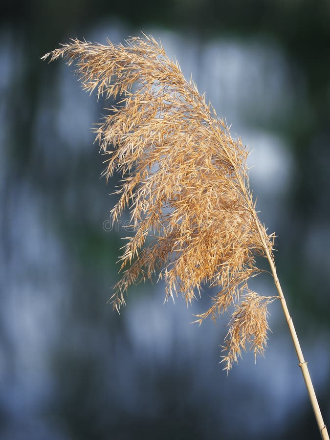 Grass Spikelet Inflorescence Stock Photo - Image of grass, agrostology ...