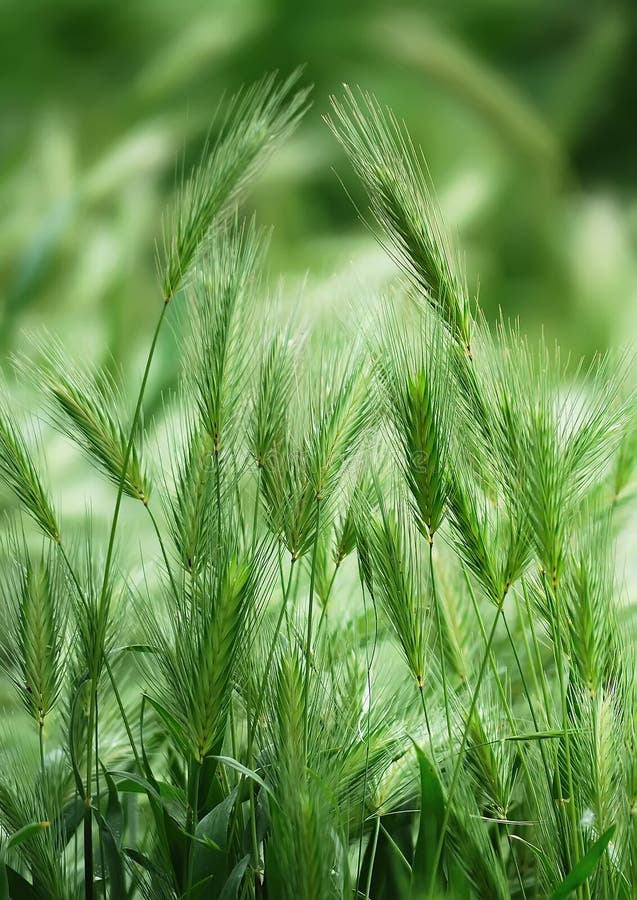 Grass Spikelet Inflorescence Stock Photo - Image of grass, agrostology ...